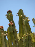 Euphorbia ammak (African Candelabra) - World of Succulents