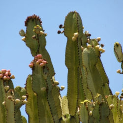 Euphorbia ammak (African Candelabra) - World of Succulents