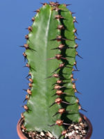 Euphorbia ammak (African Candelabra) - World of Succulents