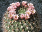 Gymnocalycium saglionis (Giant Chin Cactus) - World of Succulents