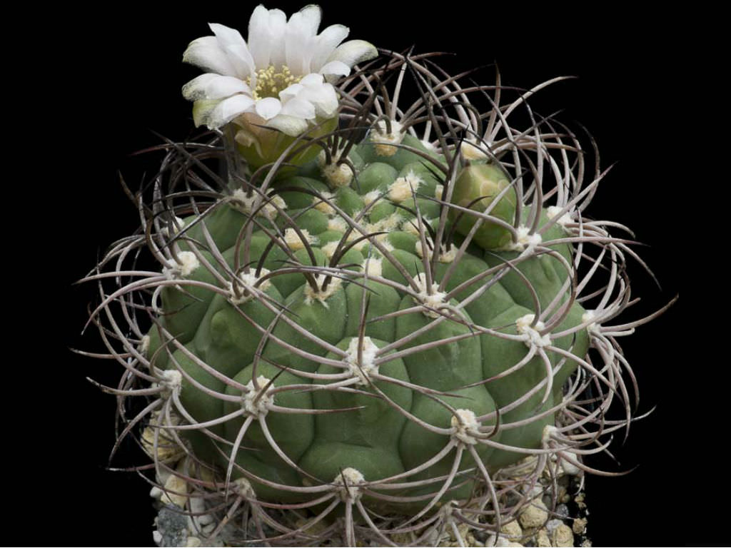 Gymnocalycium saglionis (Giant Chin Cactus) - World of Succulents