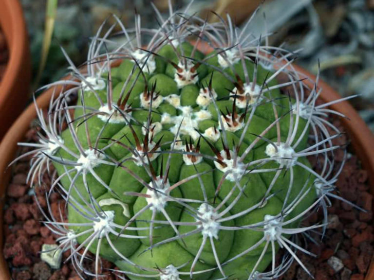 Gymnocalycium saglionis (Giant Chin Cactus) - World of Succulents