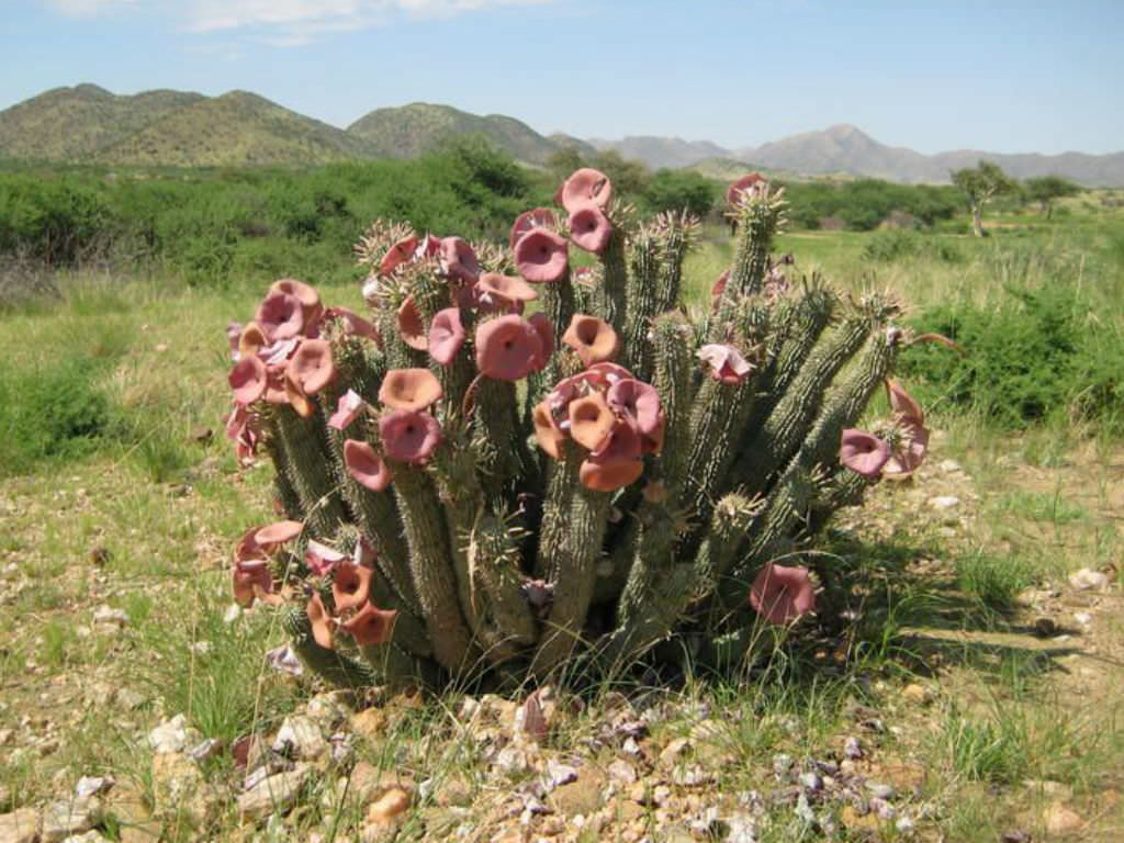 Hoodia currorii - World of Succulents