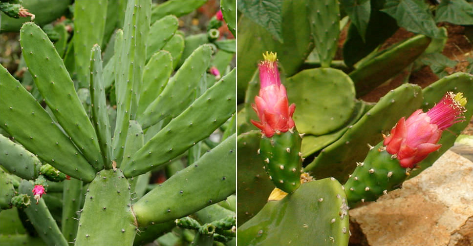 Opuntia cochenillifera (Cochineal Nopal Cactus) - World of Succulents