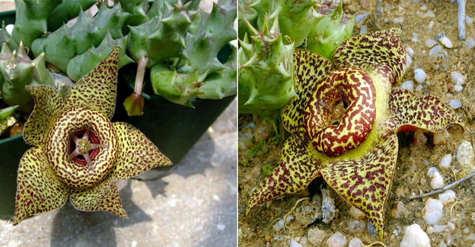 Orbea namaquensis (Namaqua Orbea) - World of Succulents