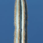 Pilosocereus pachycladus (Blue Columnar Cactus) - World of Succulents