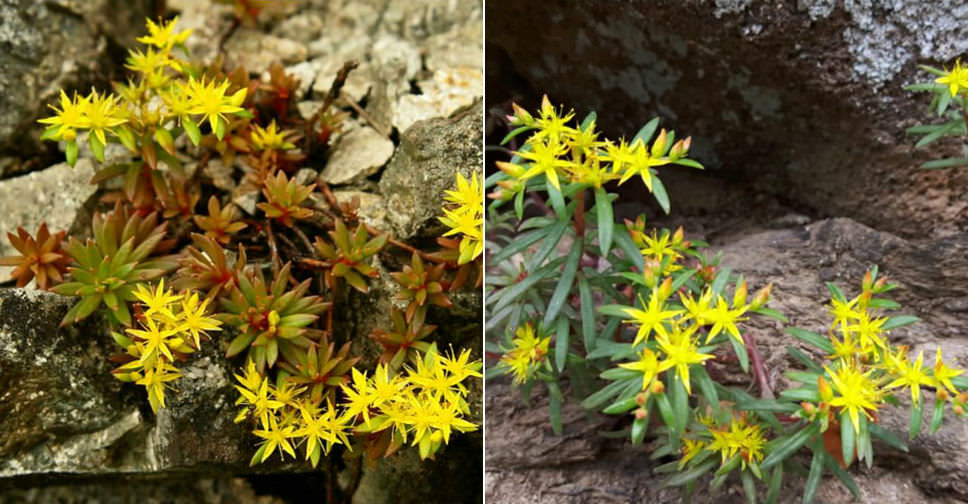 Sedum polytrichoides - World of Succulents