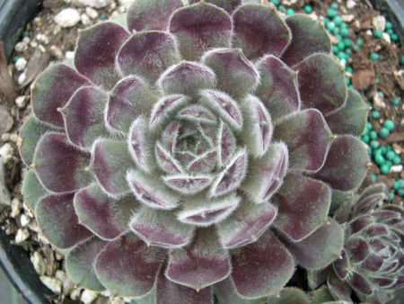 Sempervivum 'Raspberry Ice' - World of Succulents