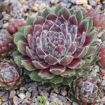 Sempervivum 'Raspberry Ice' - World of Succulents