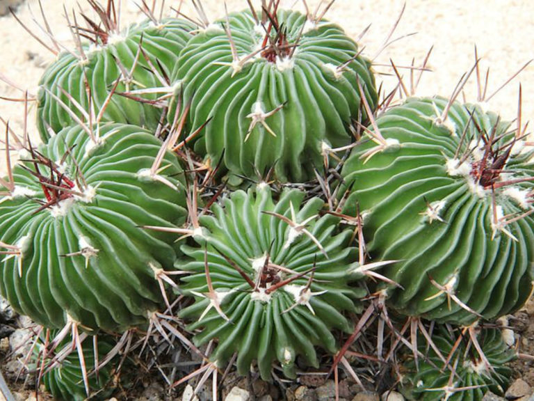 How To Grow And Care For Stenocactus World Of Succulents