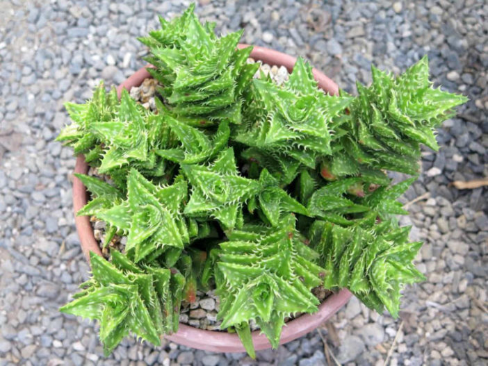 Aloe juvenna (Tiger Tooth Aloe) - World of Succulents