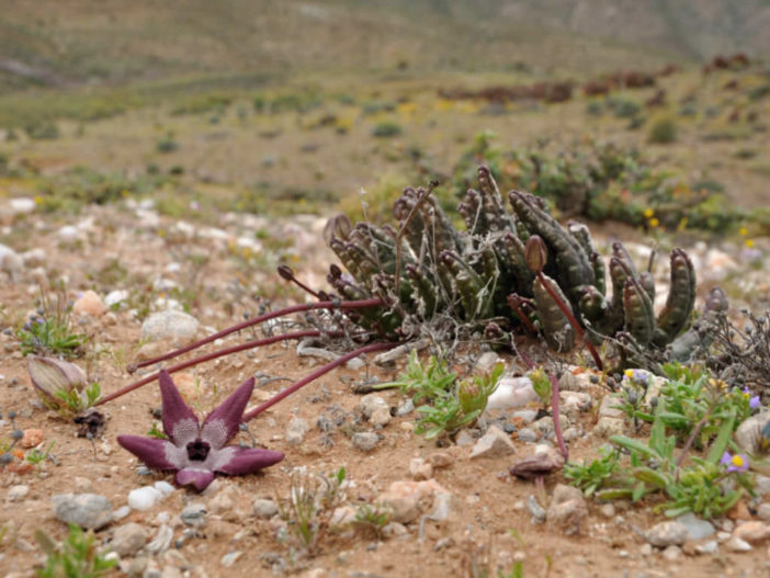 Tridentea longipes - World of Succulents