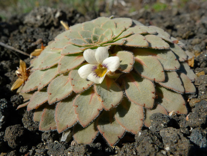 Viola volcanica (Volcanic Violet) - World of Succulents