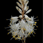 Aloe albiflora - World of Succulents