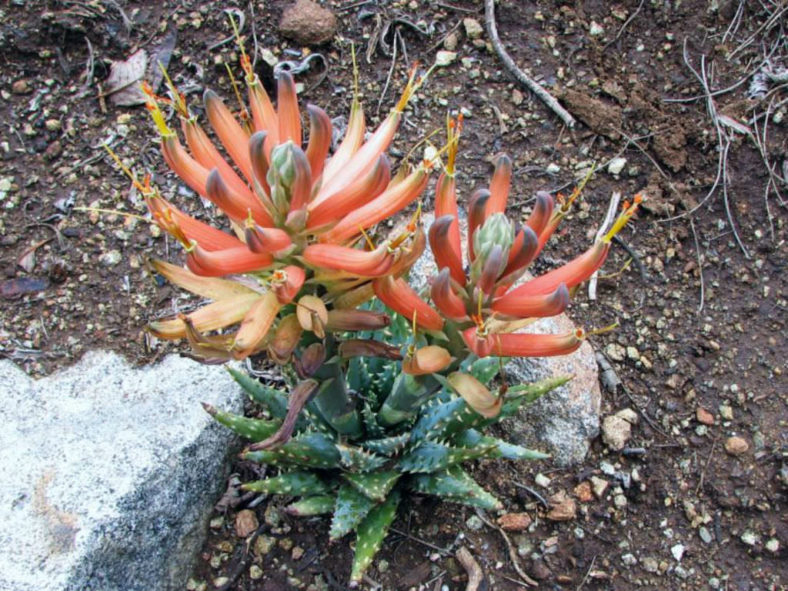 Aloe longistyla (Karoo Aloe) - World of Succulents