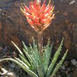 Aloe longistyla (Karoo Aloe) - World of Succulents
