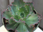 Echeveria 'Crinoline Ruffles' - World of Succulents