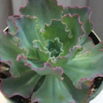Echeveria 'Crinoline Ruffles' - World of Succulents
