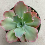 Echeveria 'Crinoline Ruffles' - World of Succulents