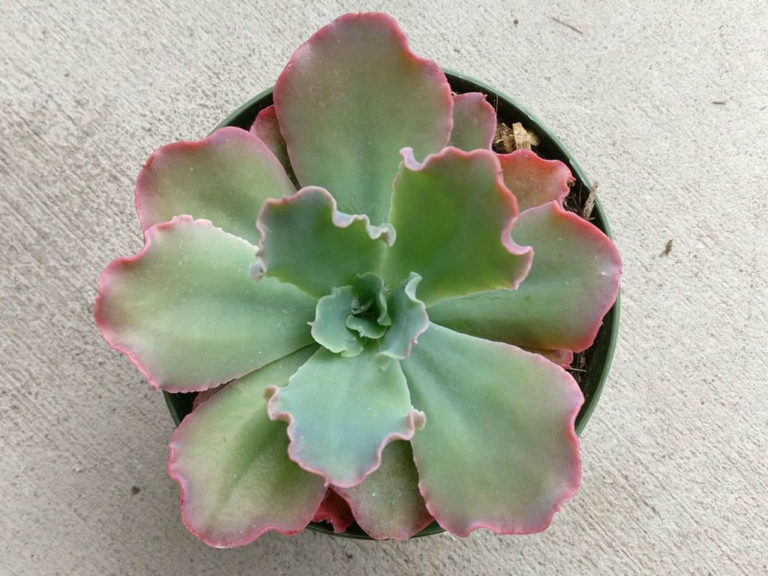 Echeveria 'Crinoline Ruffles' - World of Succulents