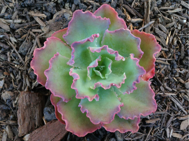 Echeveria 'Crinoline Ruffles' - World of Succulents