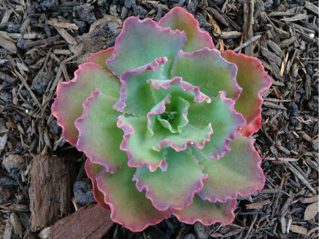Echeveria 'Crinoline Ruffles' - World of Succulents