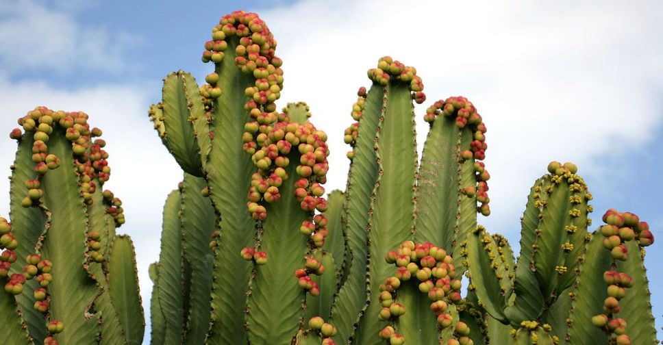 Euphorbia Abyssinica Desert Candle World Of Succulents