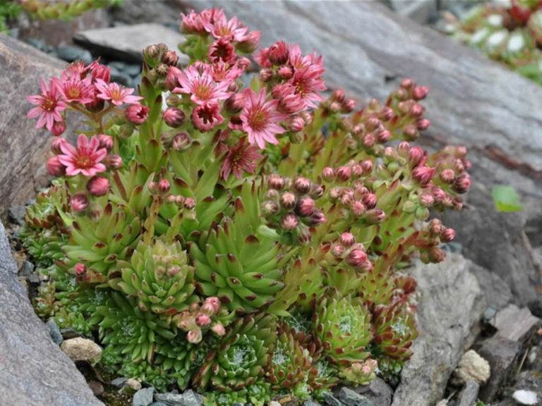 What are Monocarpic Succulents? - World of Succulents