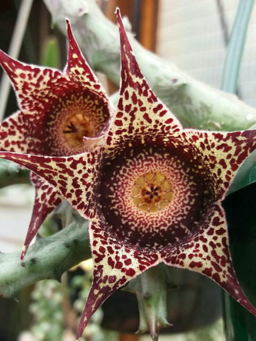 Orbea hardyi - World of Succulents