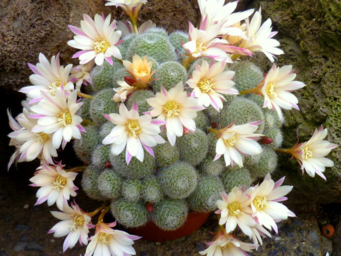 Rebutia 'Sunrise' - World of Succulents