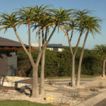 Aloidendron barberae (Giant Tree Aloe) - World of Succulents