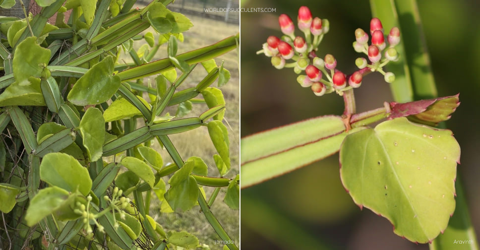 Cissus quadrangularis (Veldt Grape) - World of Succulents