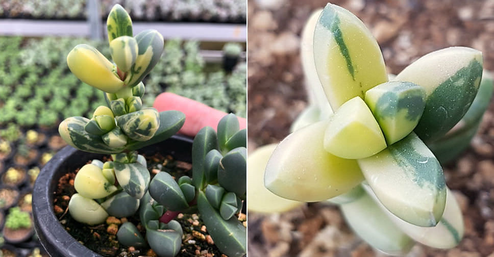 Corpuscularia lehmannii 'Variegata' (Ice Plant) - World of Succulents