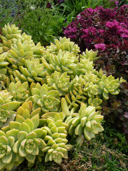 Sedum adolphi 'Lime Gold' - World of Succulents
