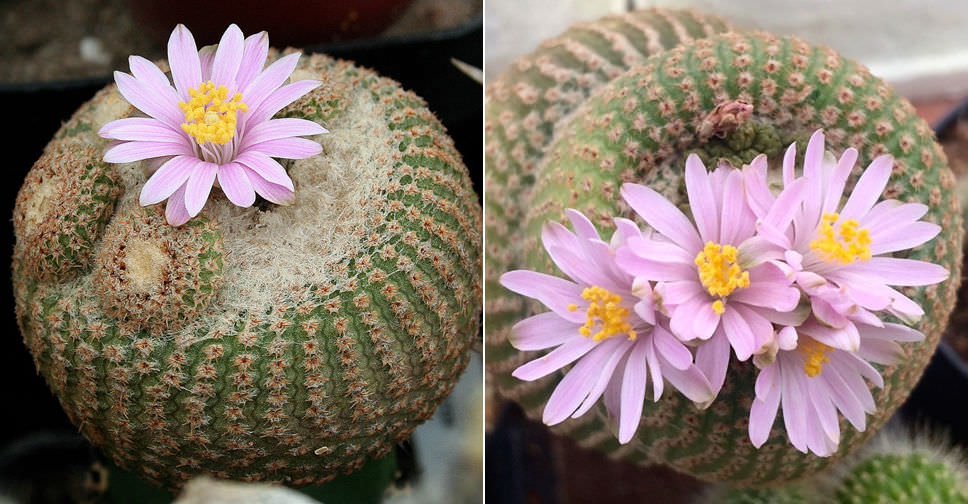 Yavia cryptocarpa - World of Succulents