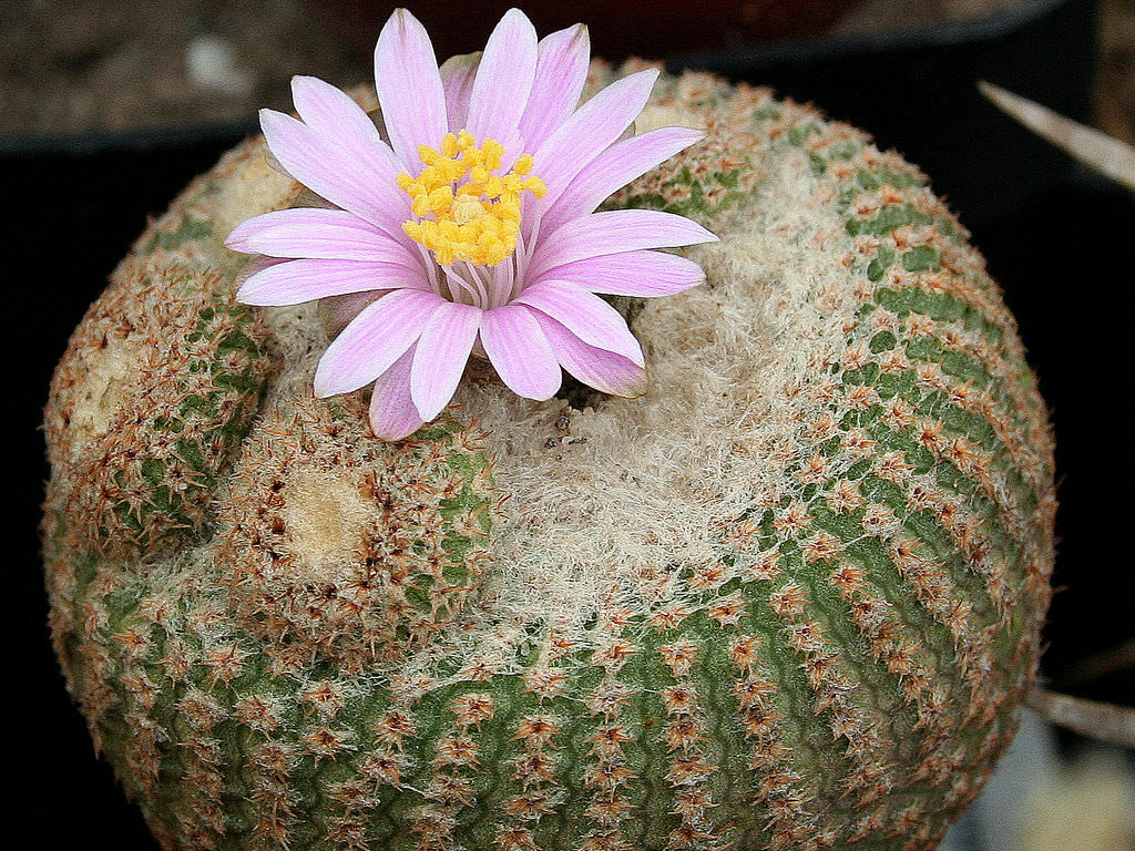 Yavia cryptocarpa - World of Succulents