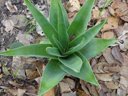 Aloe buettneri (West African Aloe) - World of Succulents