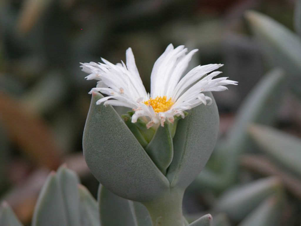 Astridia velutina - World of Succulents