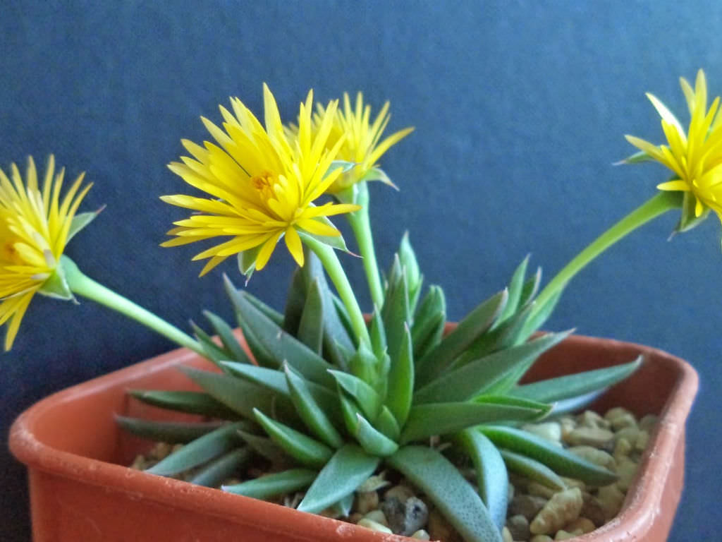 Bergeranthus concavus - World of Succulents