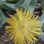 Cheiridopsis rostrata - World of Succulents