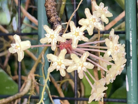 Hoya merrillii - World of Succulents
