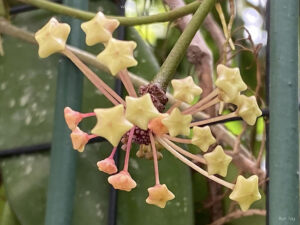 Hoya merrillii - World of Succulents