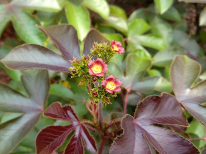 Jatropha gossypiifolia (Bellyache Bush) - World of Succulents