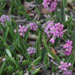 Ledebouria cooperi (Cooper's False Scilla) - World of Succulents