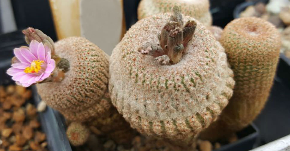 How to Grow and Care for Yavia - World of Succulents