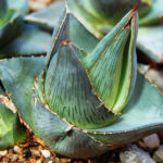 Agave pumila (Miniature Agave) - World of Succulents