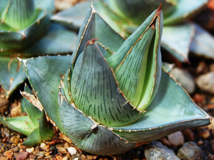 Agave pumila (Miniature Agave) - World of Succulents