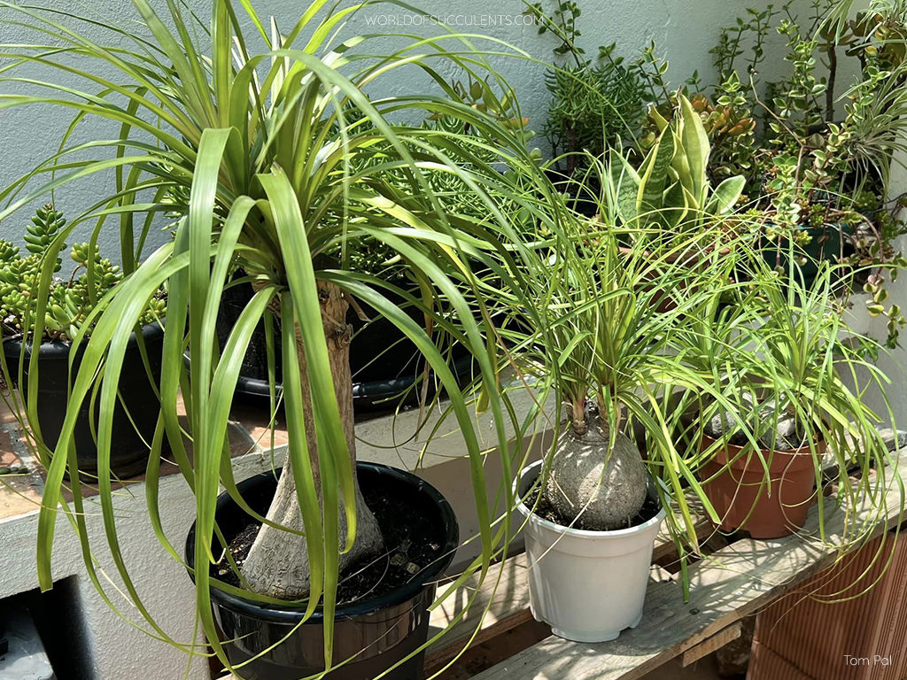 Beaucarnea recurvata (Ponytail Palm) - World of Succulents