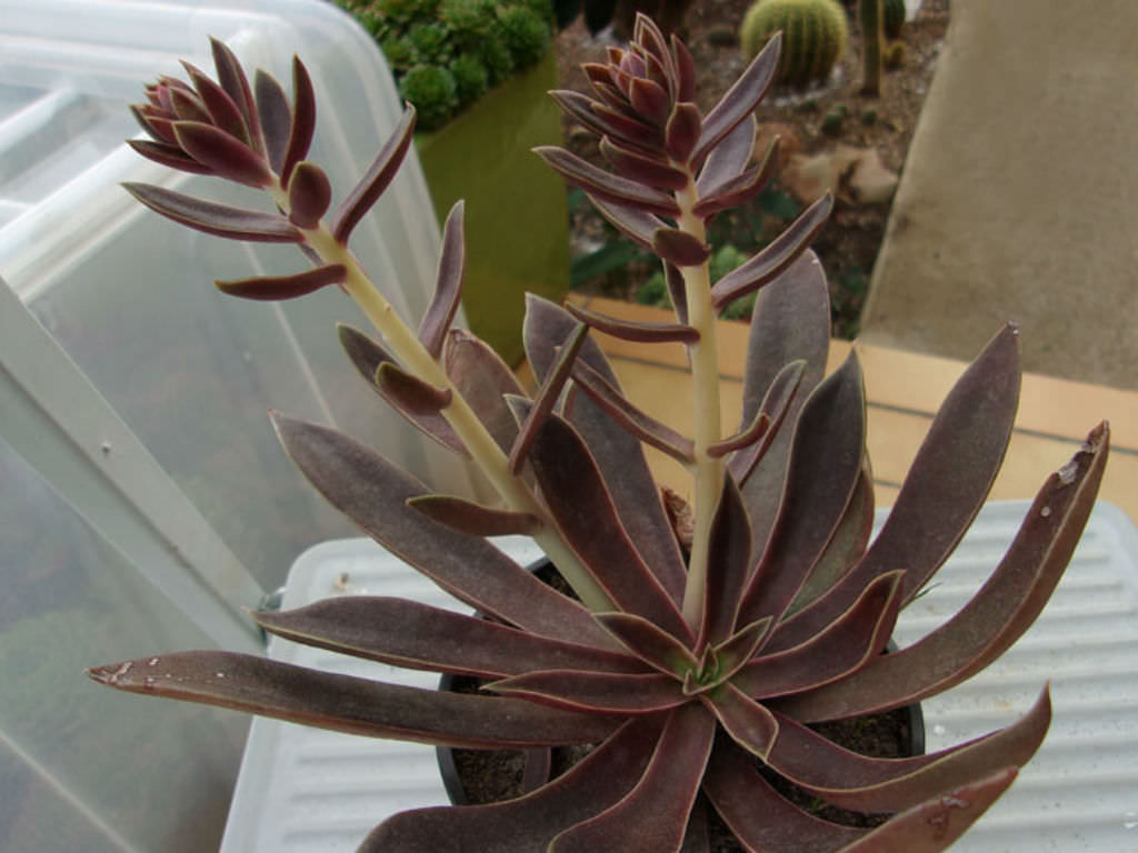 Echeveria 'Brown Sugar' - World of Succulents
