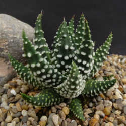Tulista pumila (Pearl Plant) | World of Succulents